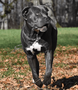 GET HIGH PERFORMANCE CANE CORSO FOOD TODAY