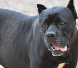 perfect for c ane corsos