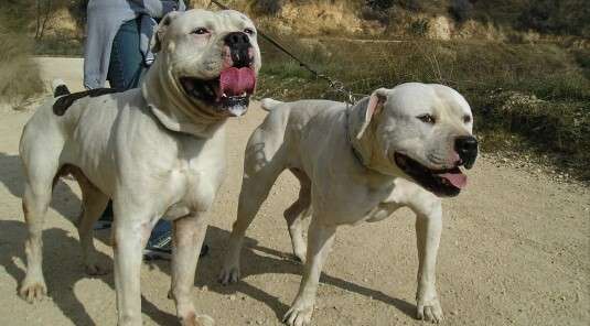 High-quality dog food formulated to fuel your Dogo Argentino's performance.