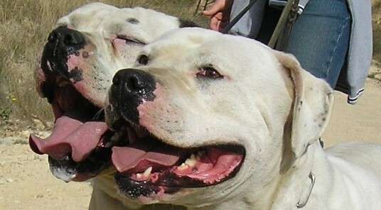 GET HIGH PERFORMANCE DOGO ARGENTINO FOOD