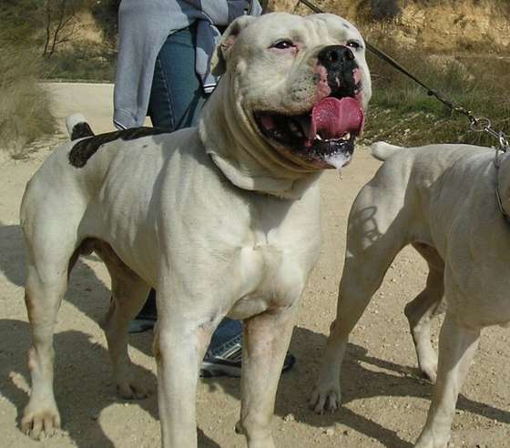 get high performance dogo argentino food