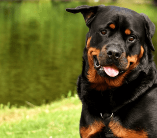 perfect for rottweilers