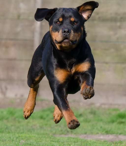 GET HIGH PERFORMANCE ROTTWEILER FOOD TODAY
