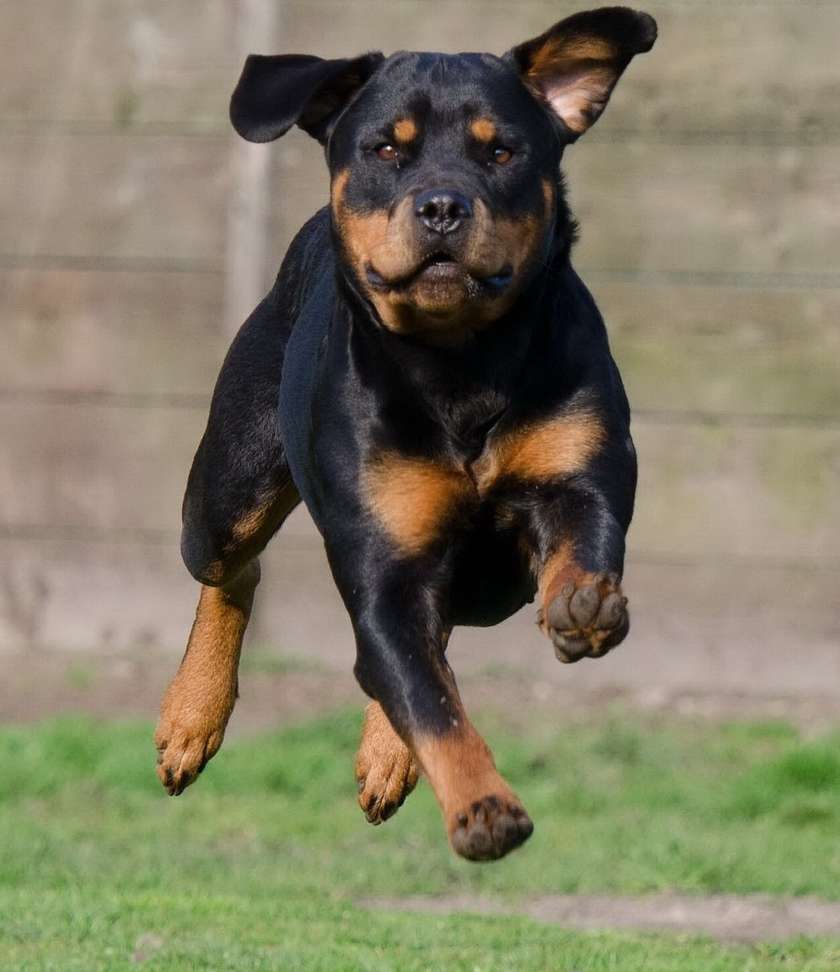 GET HIGH PERFORMANCE ROTTWEILER FOOD TODAY