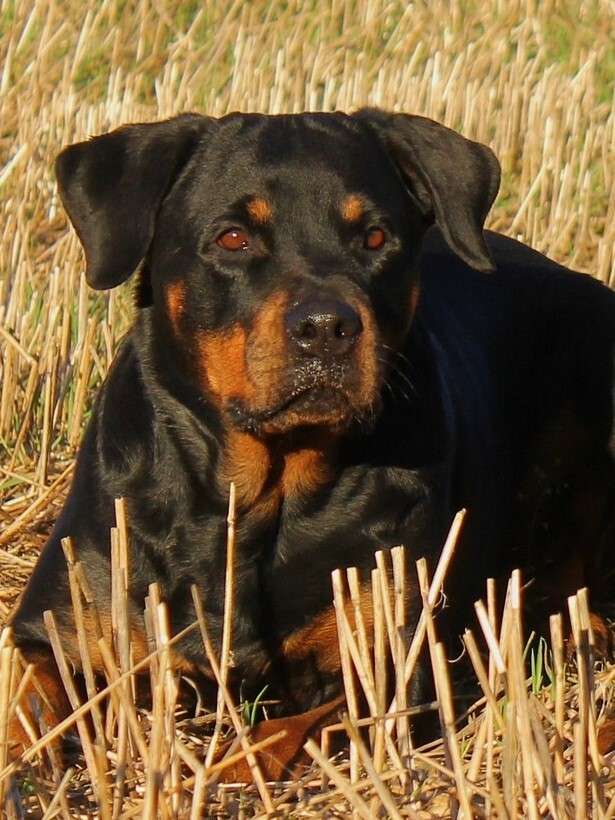High-quality dog food formulated to fuel your Rottweiler’s performance.