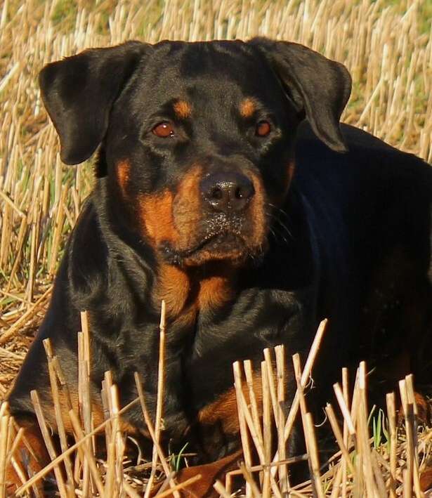 High-quality dog food formulated to fuel your Rottweiler’s performance.