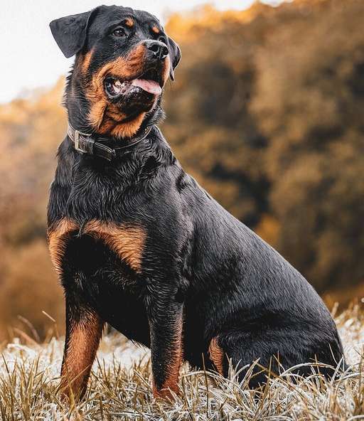 Premium Ingredients, 30% Protein, 20% Fat