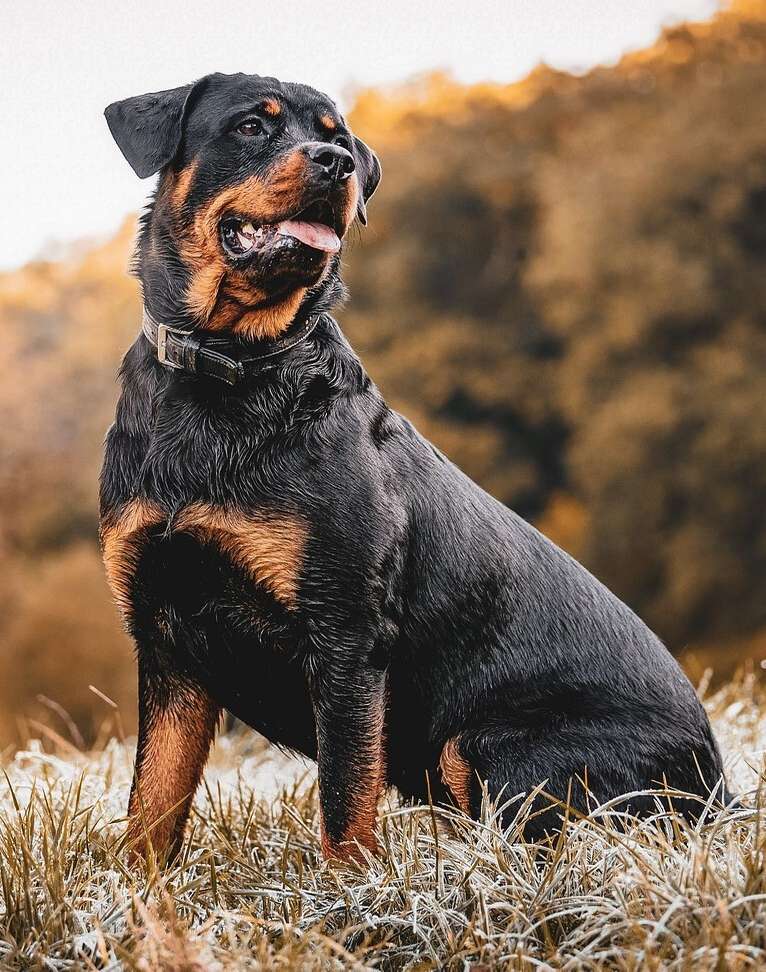 Premium Ingredients, 30% Protein, 20% Fat