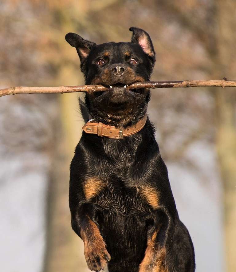 High-quality dog food formulated to fuel your Rottweiler’s performance.