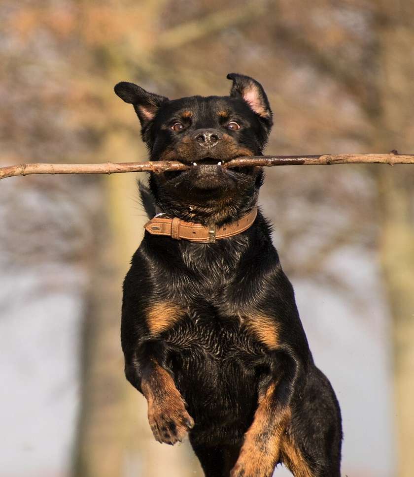 High-quality dog food formulated to fuel your Rottweiler’s performance.