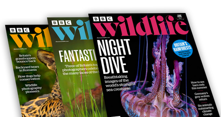 Free digital issue of BBC Wildlife Magazine