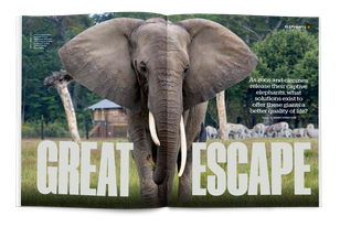 Free digital issue of BBC Wildlife Magazine
