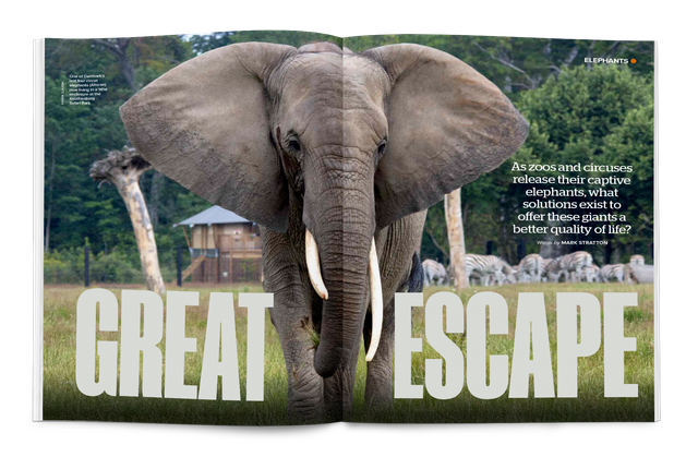 Free digital issue of BBC Wildlife Magazine