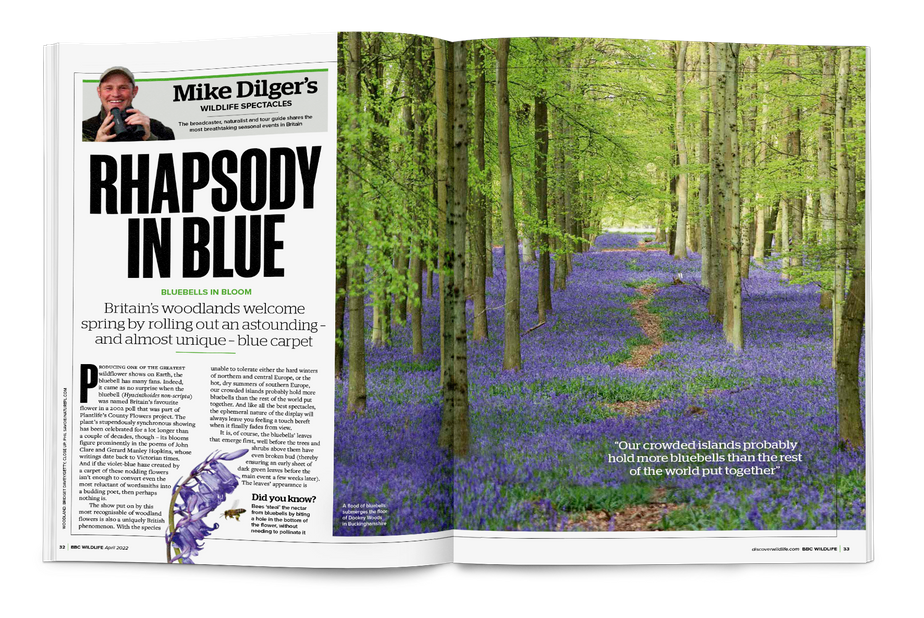 Free digital issue of BBC Wildlife Magazine
