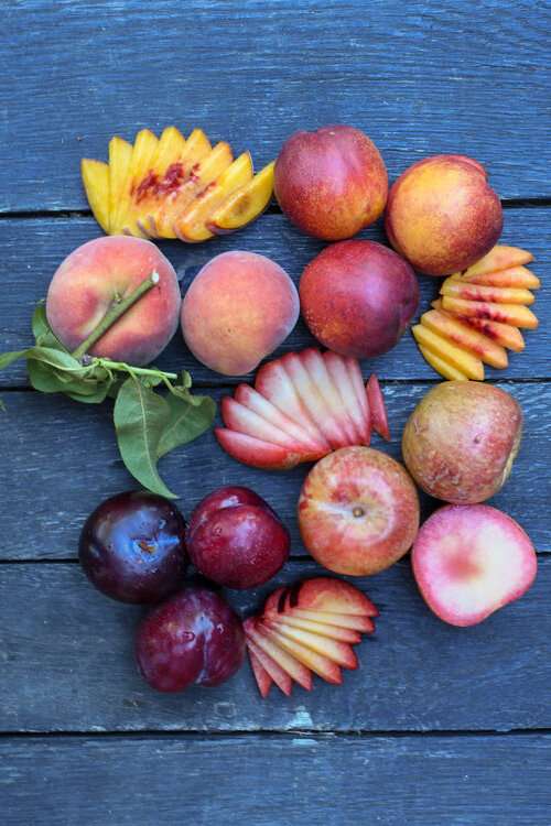 Frog Hollow Farm - Home of Legendary Organic Fruits