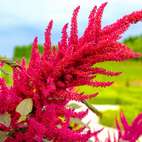 AMARANTH EXTRACT