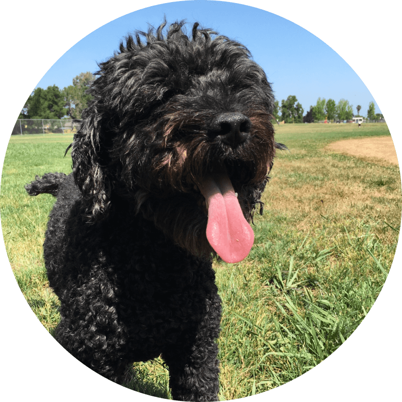 King Lou's single-ingredient dog treats help dogs live a longer ...