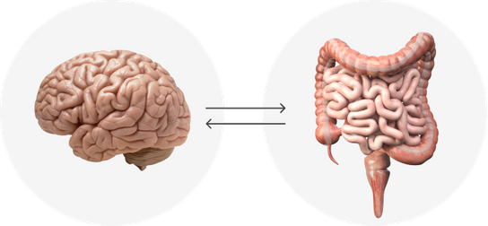 Nerva: Evidence-backed IBS support