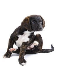 UnKibble | Beef & Barley