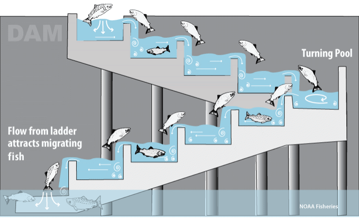 HEC-RAS Fish Ladder Model