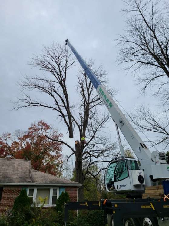 Accurate Tree & Landscape St Louis | Call For A Free Estimate