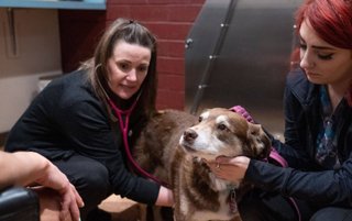 Veterinarian Careers at Western Vet Partners – Join Our Team