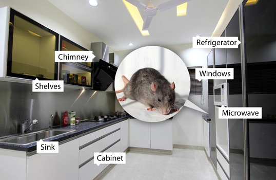 Rodent Control - PestPop Pest Control & Exterminator Service