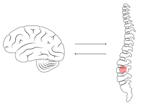 Relio: Back Pain Management