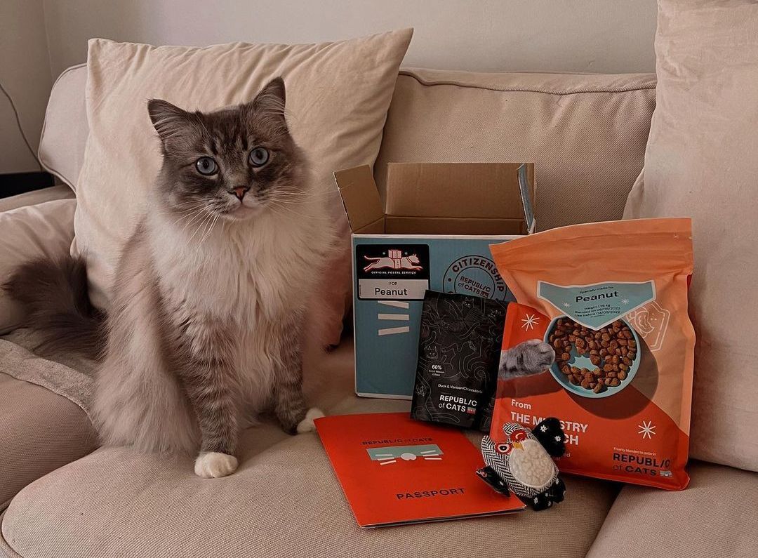 Republic of Cats | One stop shop