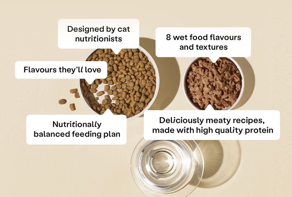 Republic of Cats | One stop shop