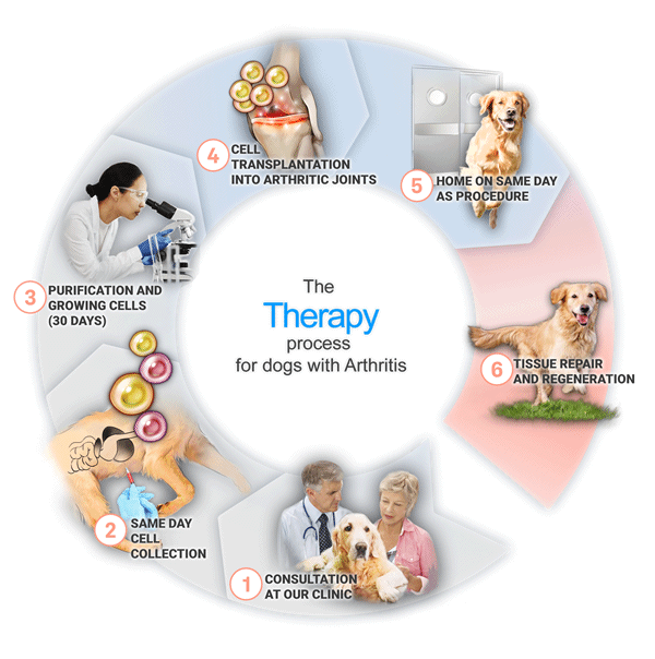 Stemcellvet | Revealed: The Fastest Way to Help Your Dog’s Mobility