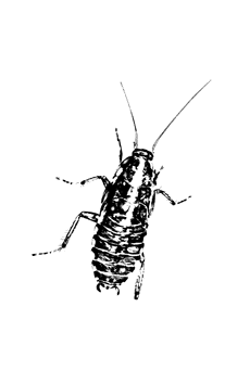 TRIGUARD Pest Control